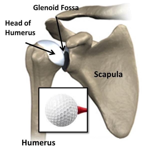 Rotator Cuff / Shoulder Pain | More 4 Life