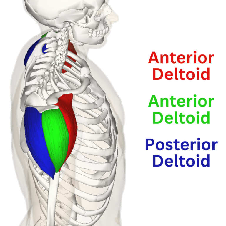 4 Best Exercises To Strengthen Shoulder Muscles With Dumbbells
