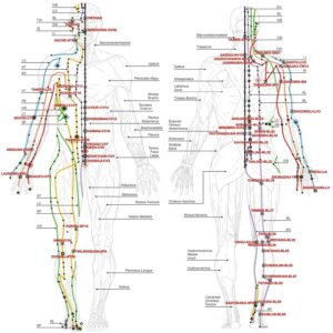 5 Pressure Points For Sciatica Relief (Acupressure For Sciatica)