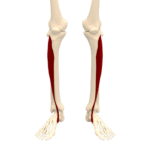 Relieve Pain on Outside of Leg Below Knee (6 Easy Solutions)