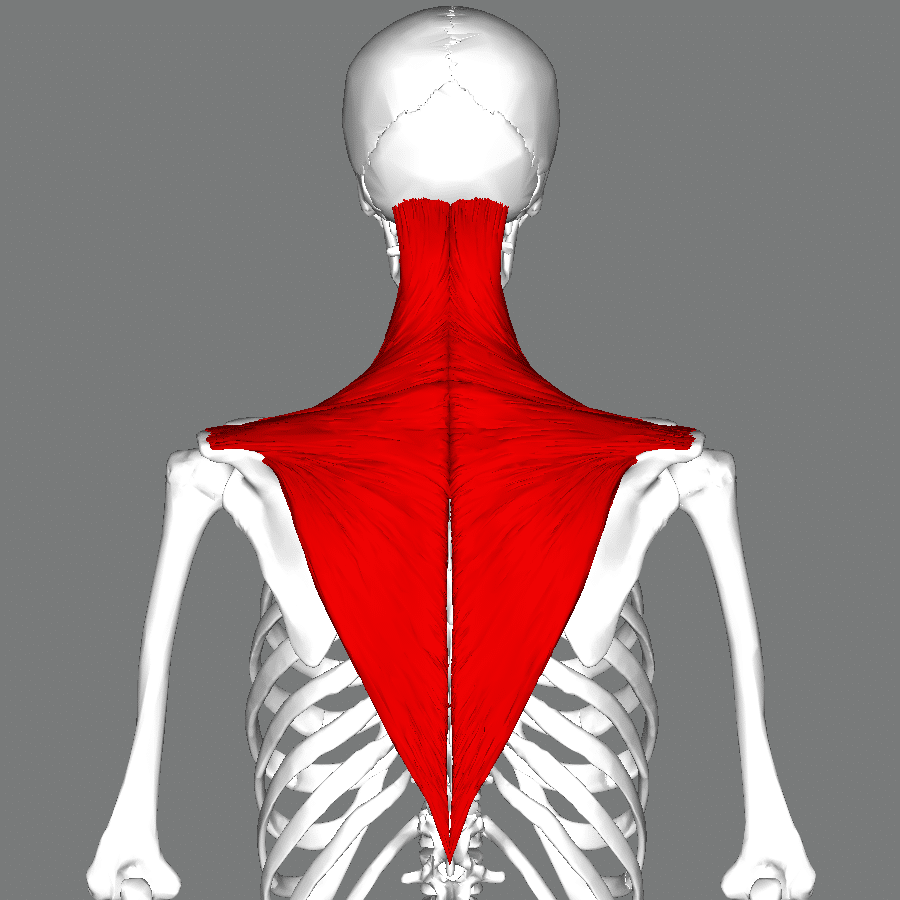 7 Upper Back Pain Stretches For Fast & Lasting Relief